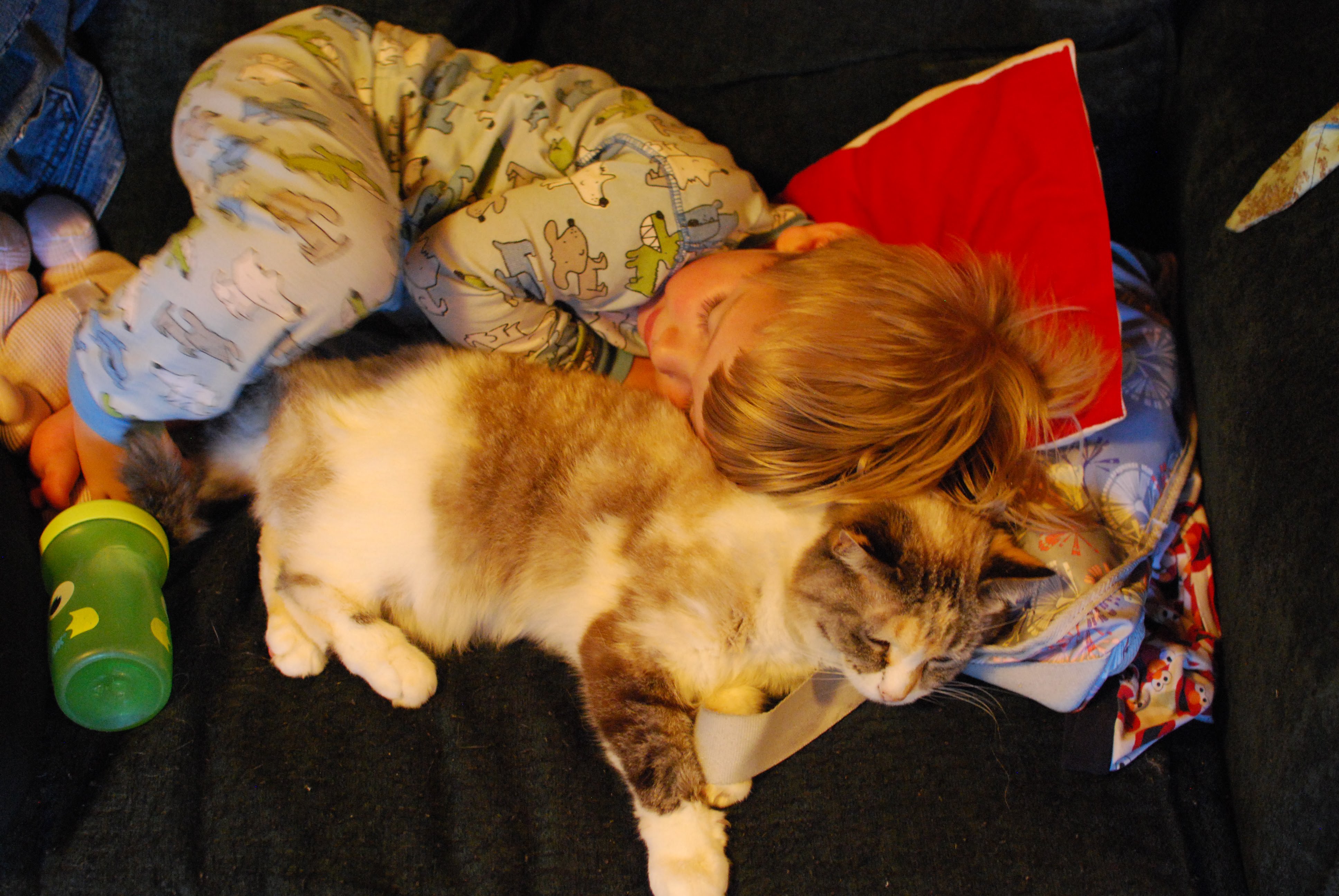 Kitty Cuddles – Cinnamon and Sassafras