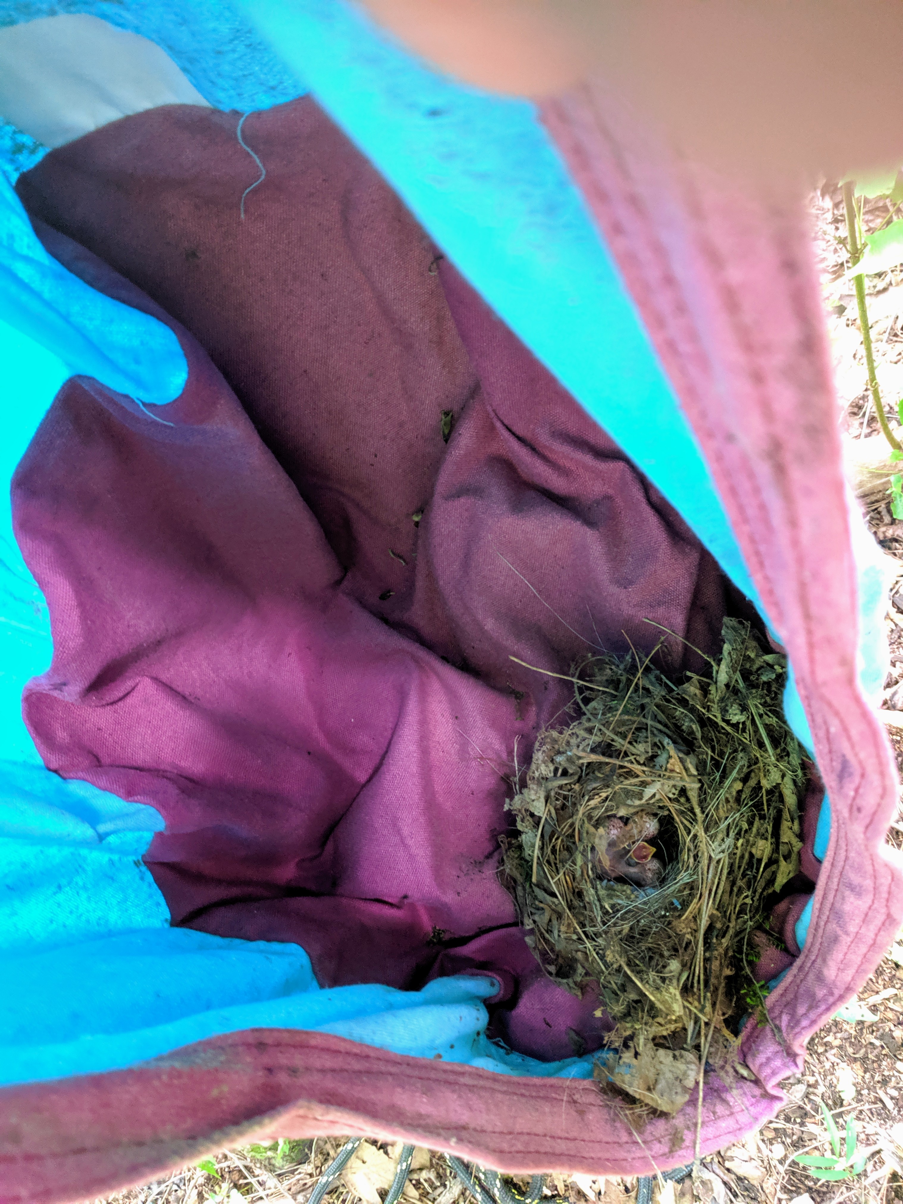 Surprise Baby! – Cinnamon and Sassafras