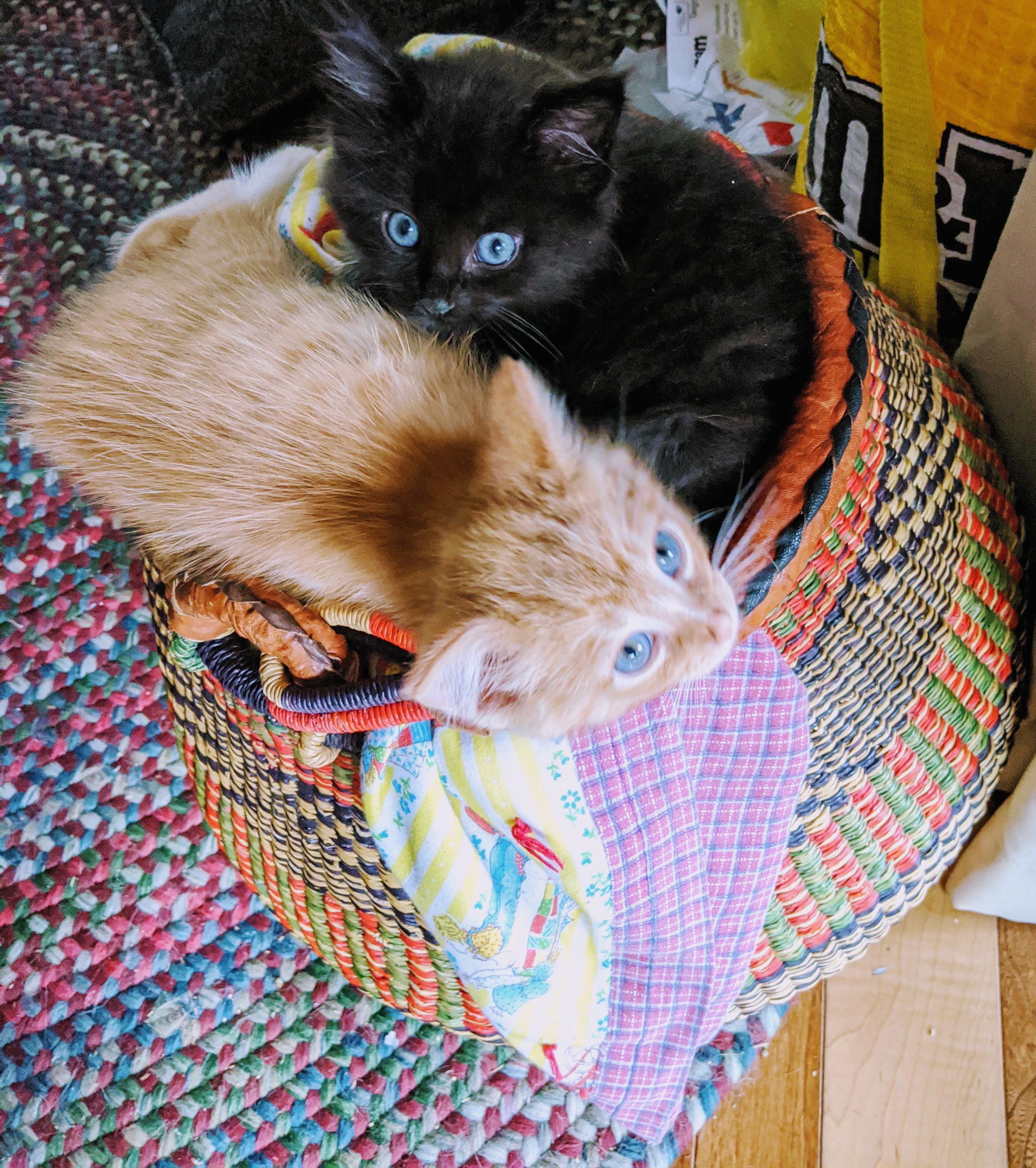 Four Cats – Cinnamon and Sassafras